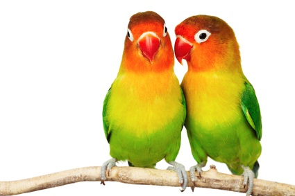 80 Cosas Romanticas Que Puedes Hacer Con TU Pareja - Beliefnet