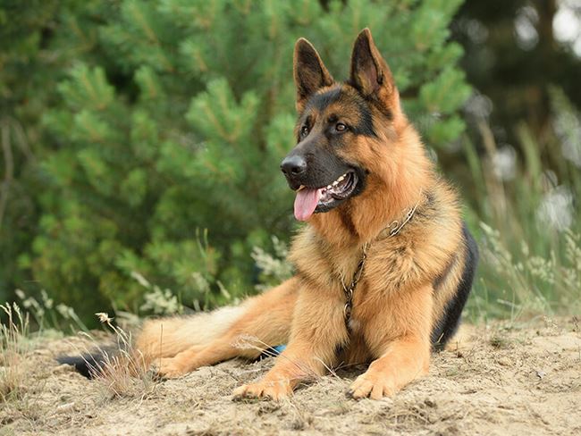 5 Dogs Who Are Heroes | Heroic Pets - Beliefnet