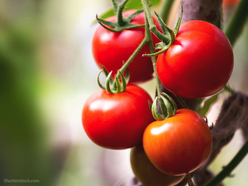 9 Surprising Health Benefits of Tomatoes - Beliefnet