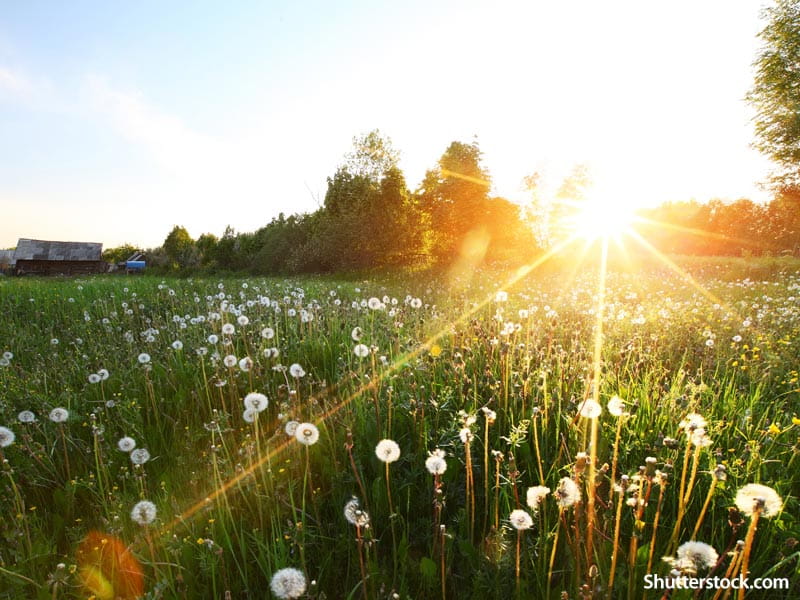 4 Reasons to Appreciate Life a Little More by Genice Phillips l ...