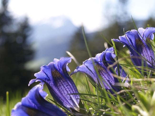 7 Flower Remedies That Deal With Depression | Natural Cures for ...