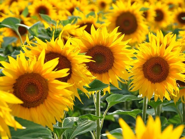 7 Flower Remedies That Deal With Depression | Natural Cures for ...