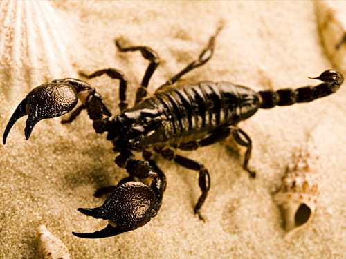 All About Scorpio - Beliefnet