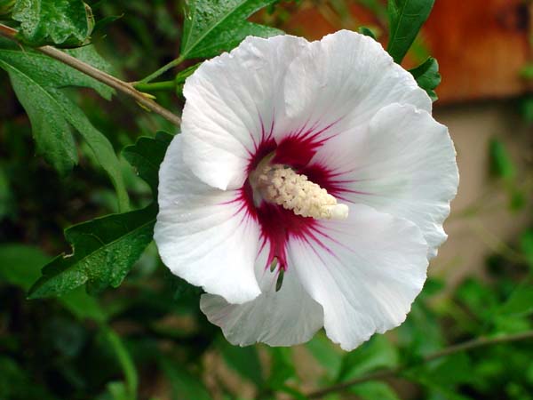 Planting a Mary Garden - Beliefnet
