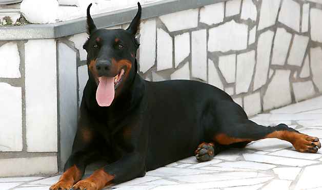 Loyal Pets By Angela Guzman - Beliefnet